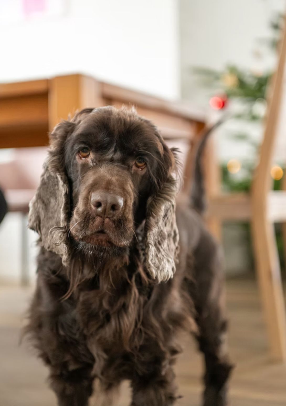 Elli — Cocker Spaniel — Dein Haustier / Tier finden - Finde deinen ...