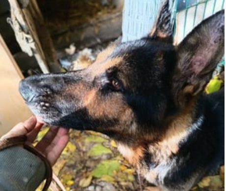 Samuel — ev. Schäferhund — Dein Haustier / Tier finden - Finde deinen ...