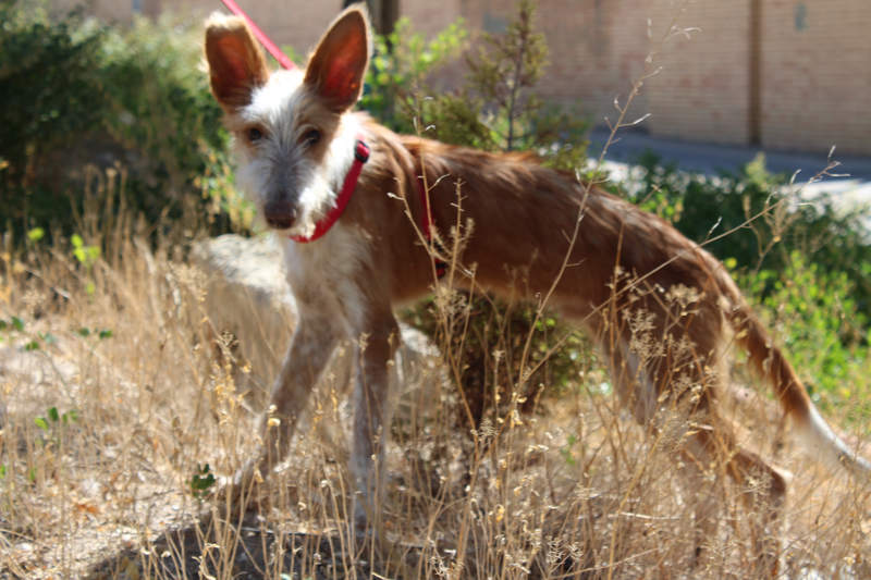 Peluso — Podenco — Dein Haustier / Tier finden - Finde deinen passenden ...