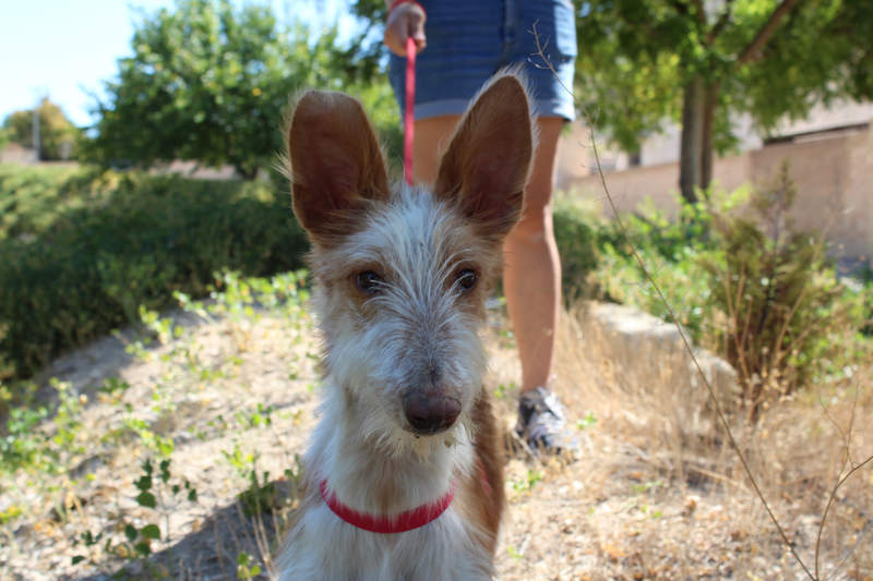 Peluso — Podenco — Dein Haustier / Tier finden - Finde deinen passenden ...