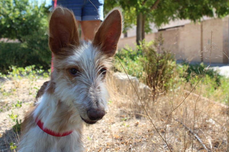Peluso — Podenco — Dein Haustier / Tier finden - Finde deinen passenden ...