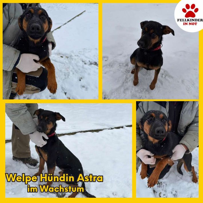 Cody — vermutlich Bernhardiner Hütehund Mischling — Dein Haustier ...