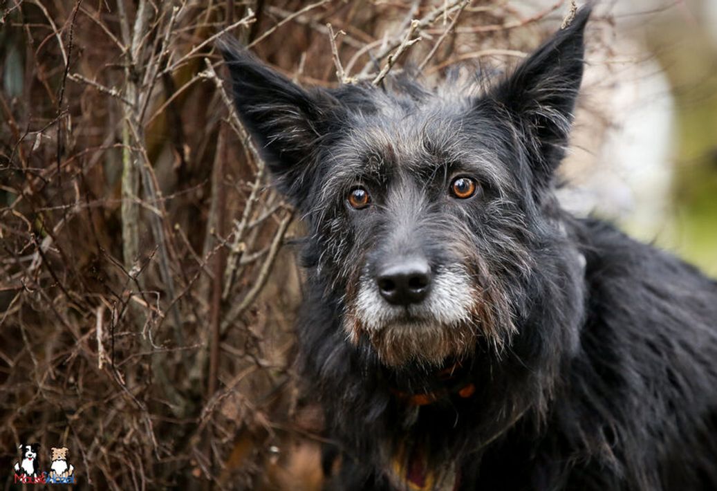 Gemma — Husky Mischling — Dein Haustier / Tier finden - Finde deinen ...