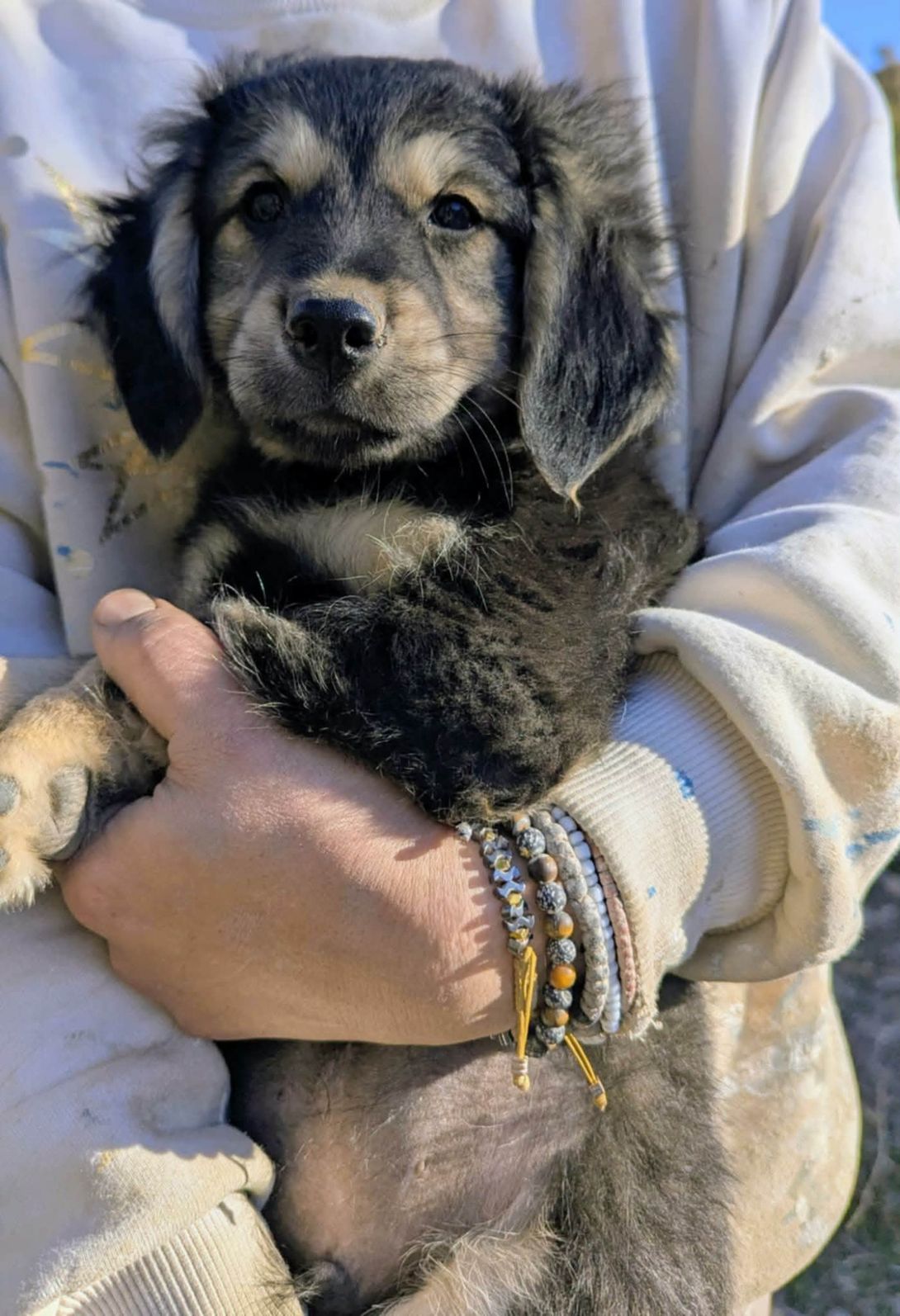 Colin — Mischling — Dein Haustier / Tier finden - Finde deinen ...