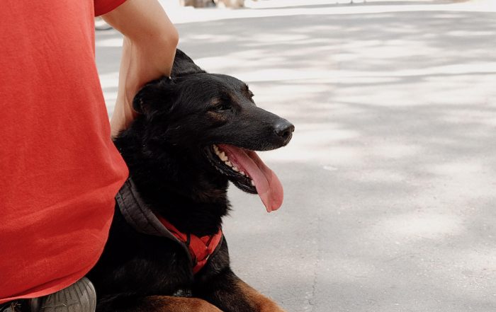 Seelenhund Fred — Mischling — Dein Haustier / Tier finden - Finde ...
