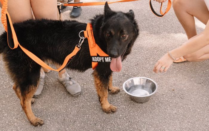 Seelenhund Fred — Mischling — Dein Haustier / Tier finden - Finde ...