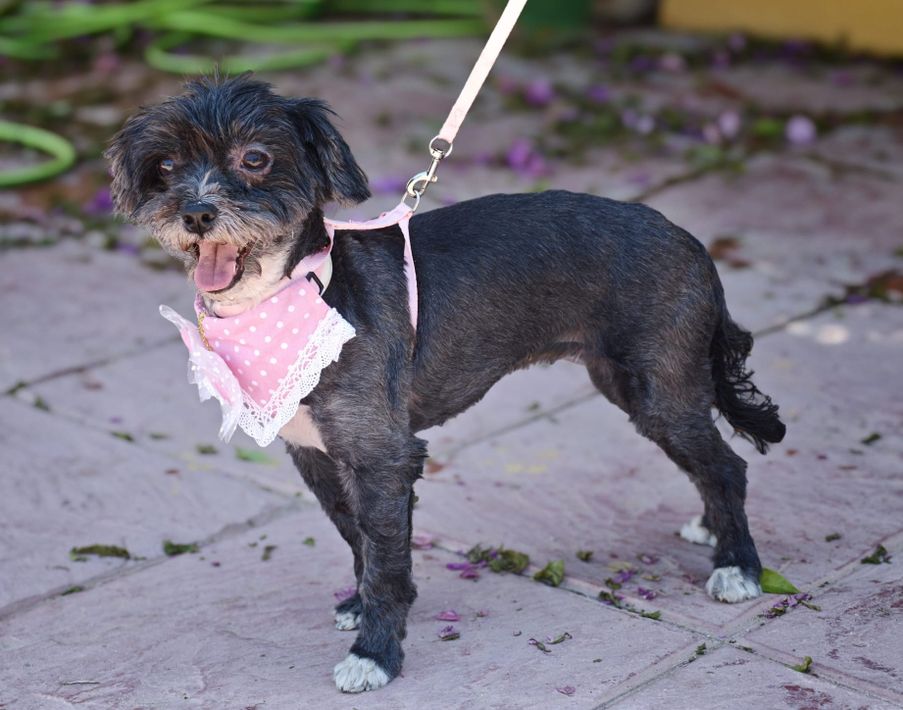 PENNY — kleiner Mischling — Dein Haustier / Tier finden - Finde deinen ...
