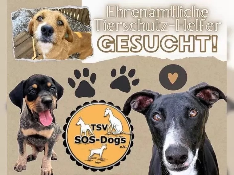 SOS-Dogs e.V. sucht Helfende! — vielfältig — Dein Haustier / Tier ...