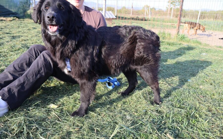 Layla — Mischling — Dein Haustier / Tier finden - Finde deinen ...