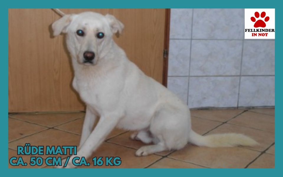 Balu — Mischling — Dein Haustier / Tier finden - Finde deinen passenden ...