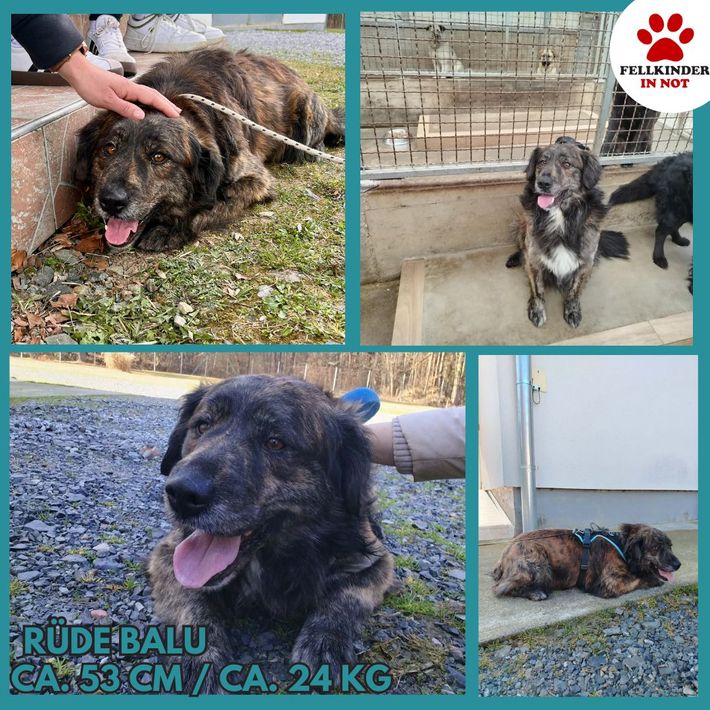 Frida — Mischling — Dein Haustier / Tier finden - Finde deinen ...