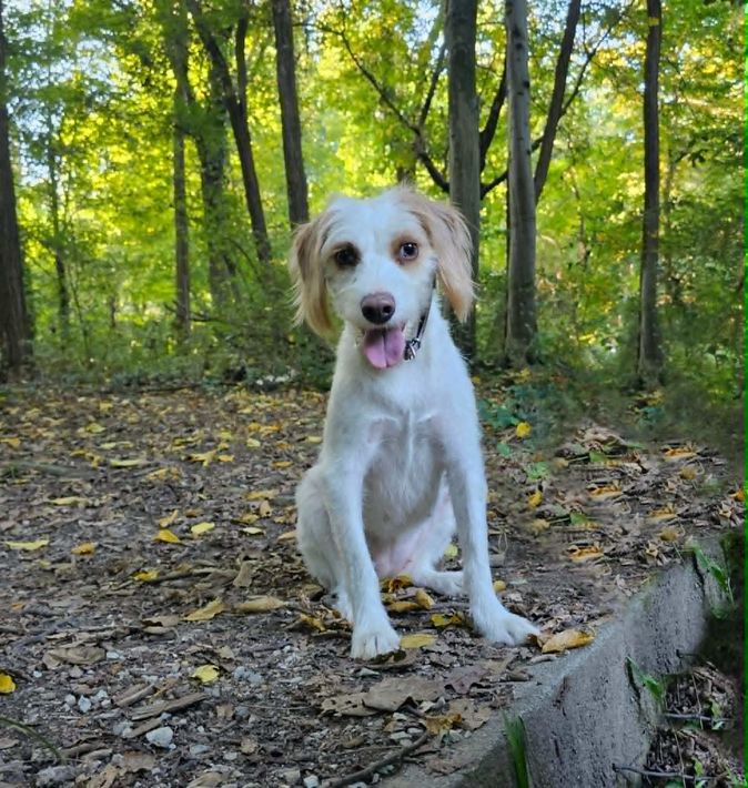 Frida — Mischling — Dein Haustier / Tier finden - Finde deinen ...