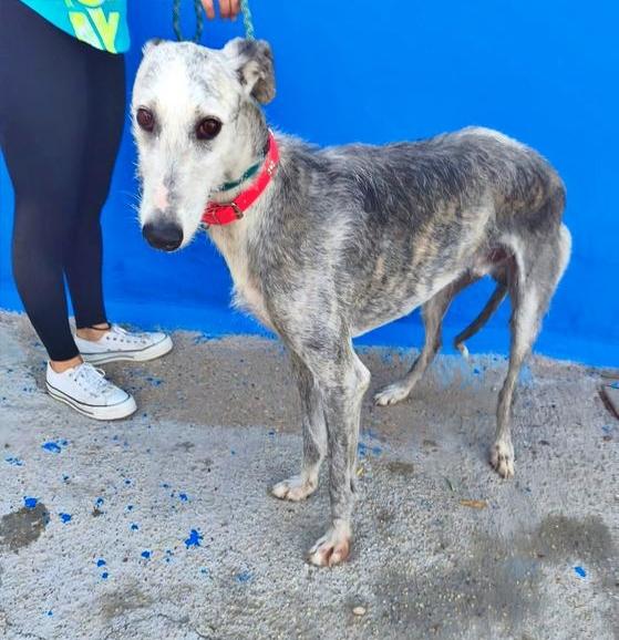 TEJON — Galgo Español — Dein Haustier / Tier finden - Finde deinen ...