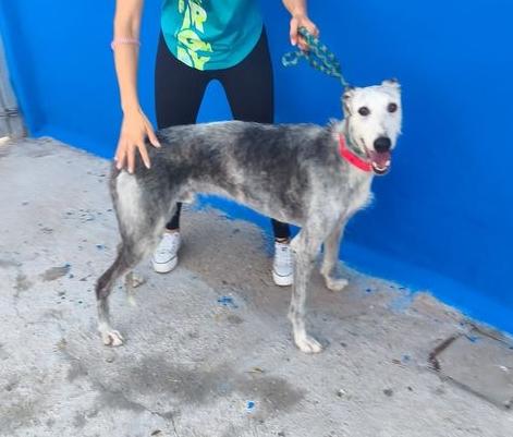 TEJON — Galgo Español — Dein Haustier / Tier finden - Finde deinen ...
