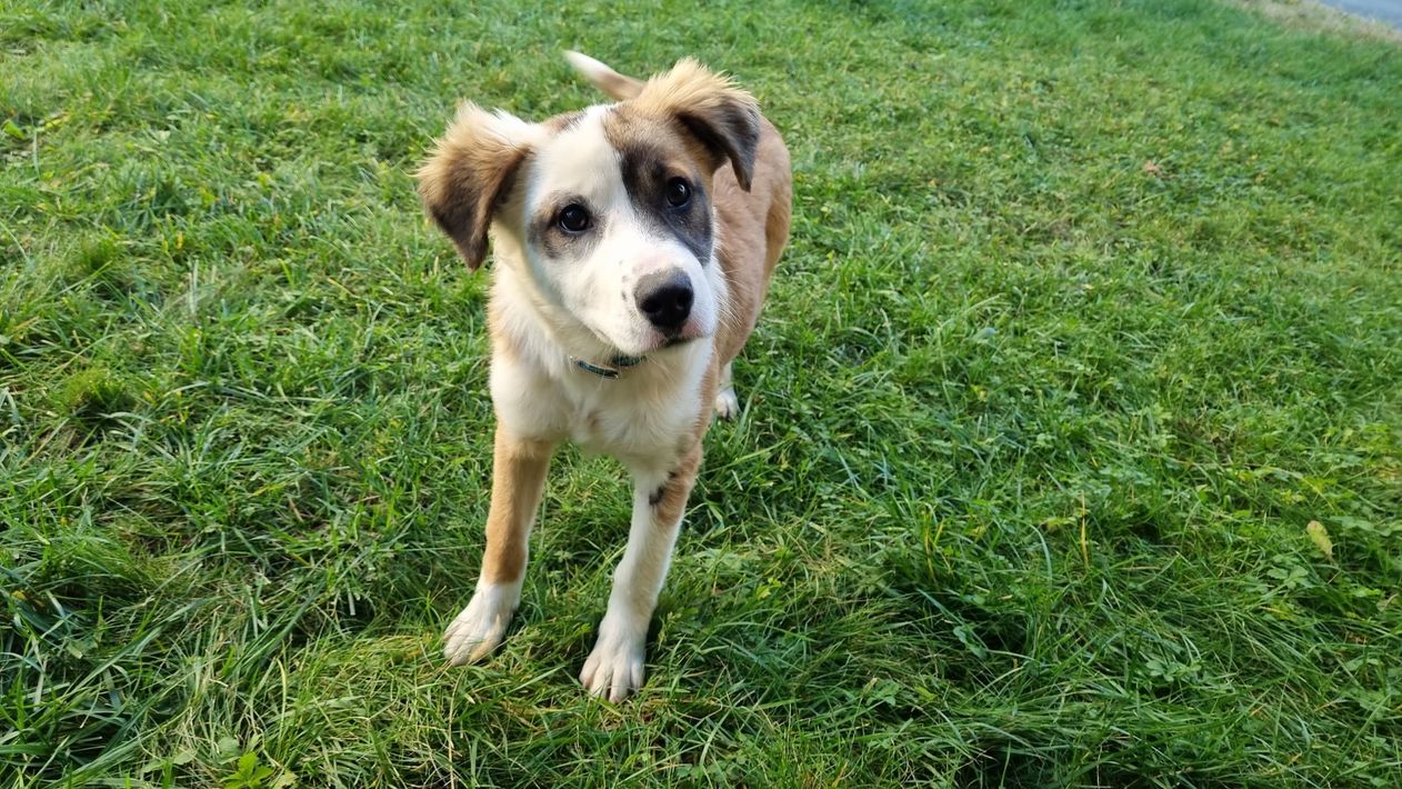 Killian — Mischling — Dein Haustier / Tier finden - Finde deinen ...