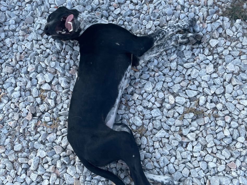 LILLI — Mischlinh — Dein Haustier / Tier finden - Finde deinen ...
