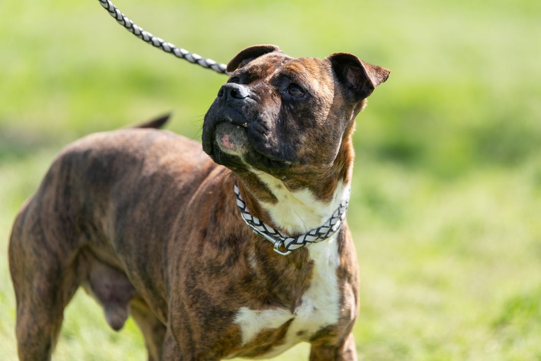 Heidi - Wo bist du zu Haus? — Staff-Mix — Dein Haustier / Tier finden ...