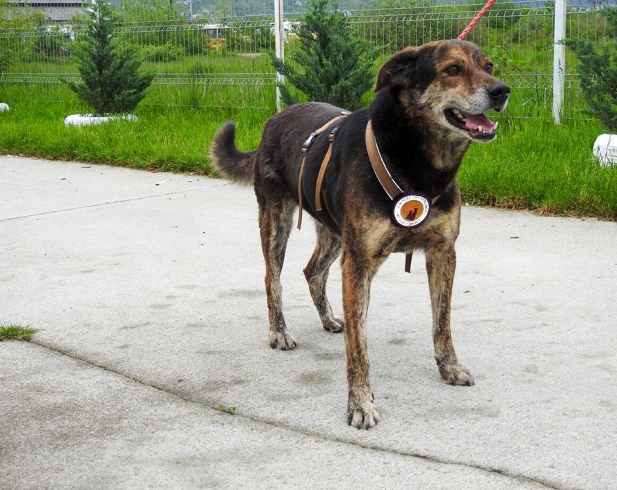 Cujo — Mischling — Dein Haustier / Tier finden - Finde deinen passenden ...