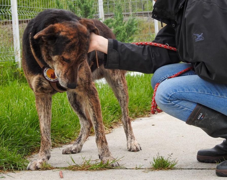 Cujo — Mischling — Dein Haustier / Tier finden - Finde deinen passenden ...