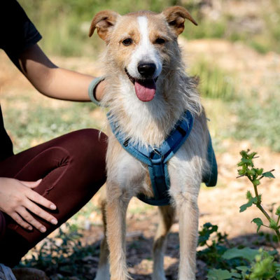 Dodotis — Mischling — Dein Haustier / Tier finden - Finde deinen ...