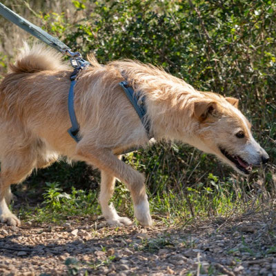 Dodotis — Mischling — Dein Haustier / Tier finden - Finde deinen ...