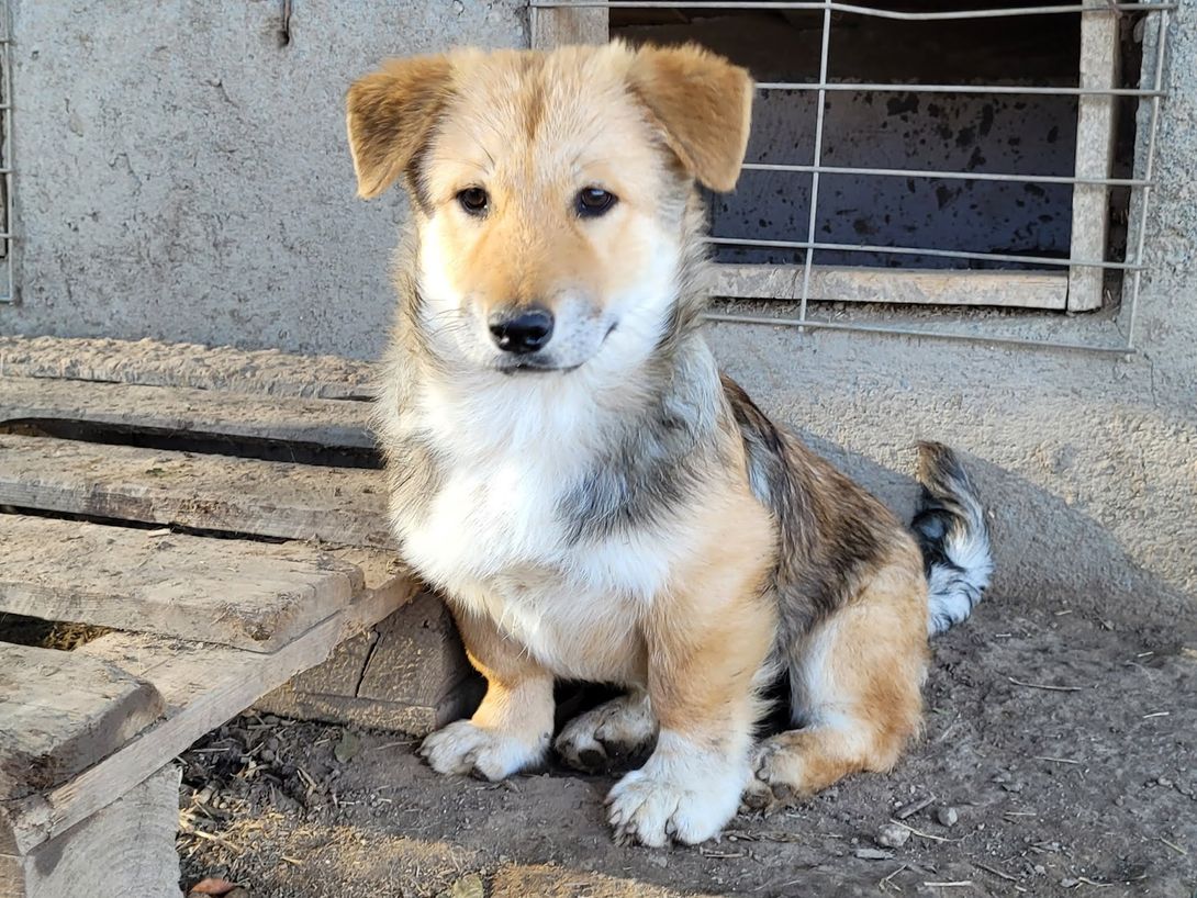 Niki — Mischling — Dein Haustier / Tier finden - Finde deinen passenden ...