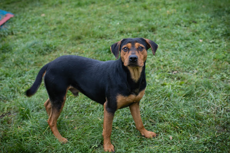 Chico — Mischling — Dein Haustier / Tier finden - Finde deinen ...