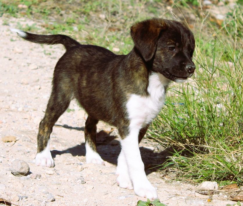 Marino — Mischling — Dein Haustier / Tier finden - Finde deinen ...