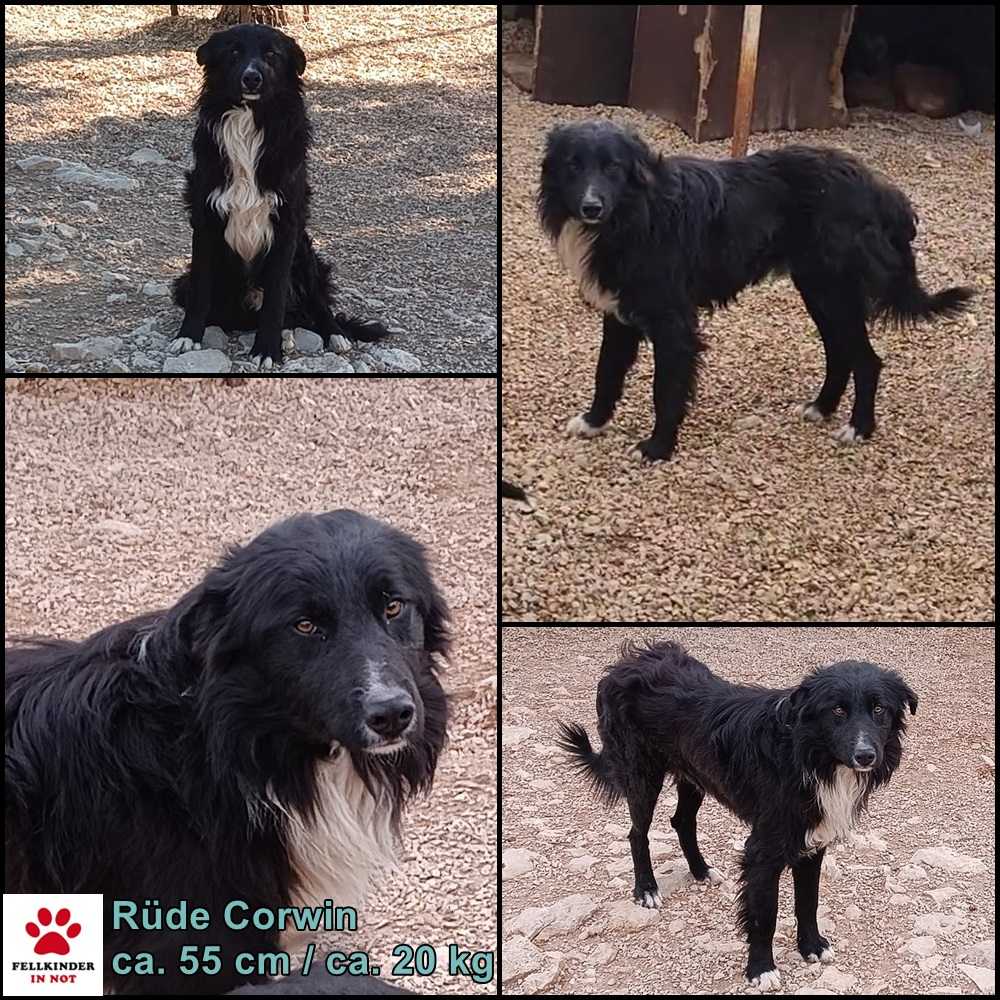 Corwin — Border Collie Mischling — Dein Haustier / Tier finden - Finde ...