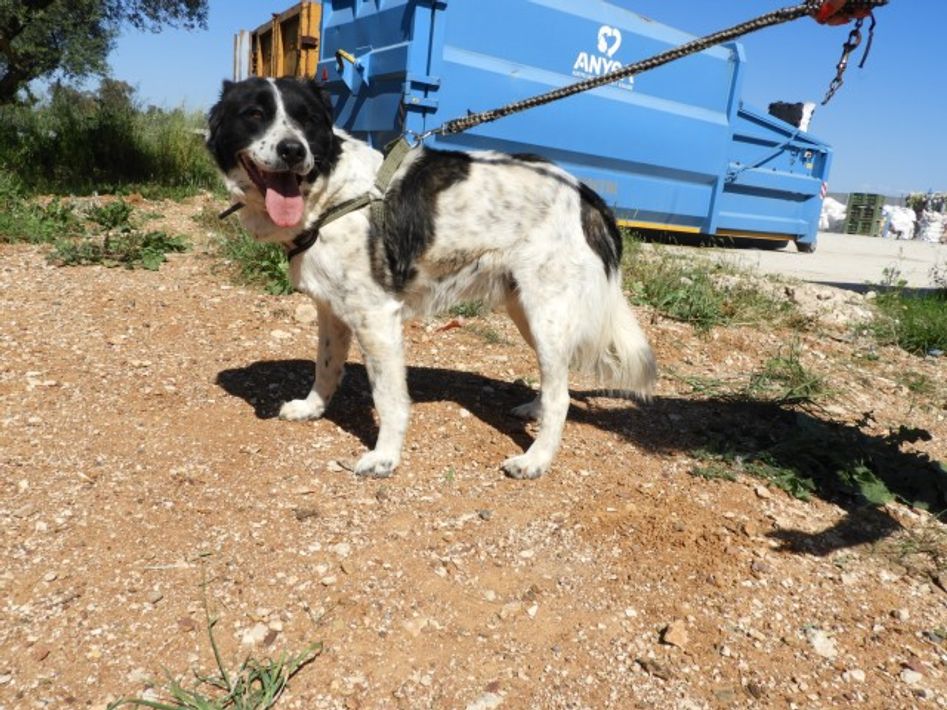 Alex ist ein Familienhund — Mischling — Dein Haustier / Tier finden ...