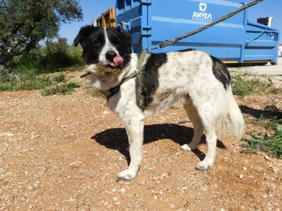 Alex ist ein Familienhund — Mischling — Dein Haustier / Tier finden ...