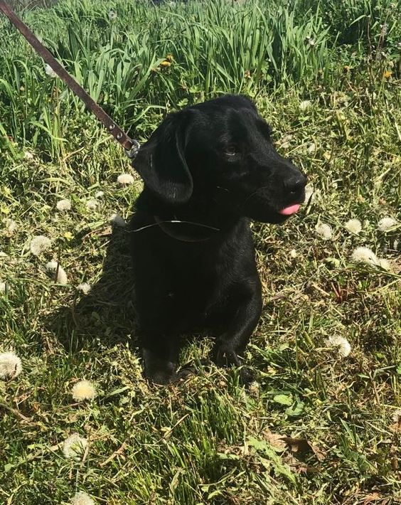 Lessie — Dackel-Mix — Dein Haustier / Tier finden - Finde deinen ...