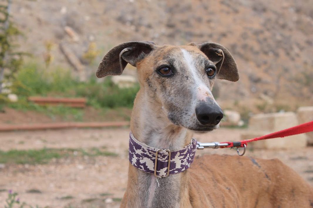 Concorde — Mischling — Dein Haustier / Tier finden - Finde deinen ...