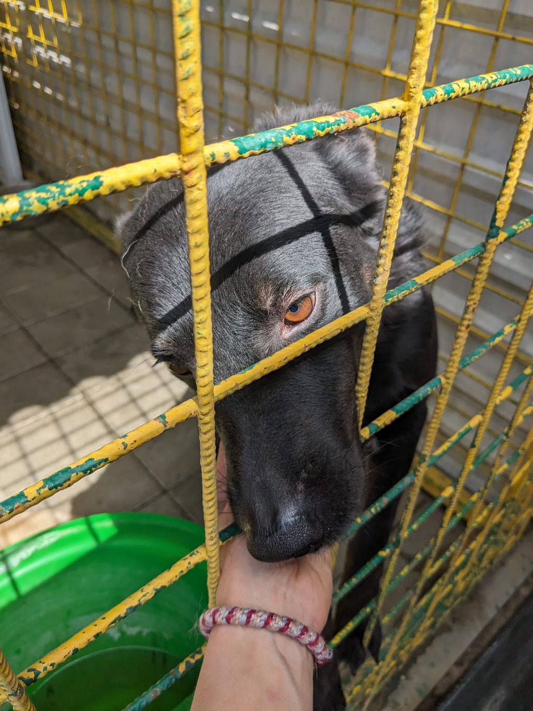 Gare — Mischling — Dein Haustier / Tier finden - Finde deinen passenden ...