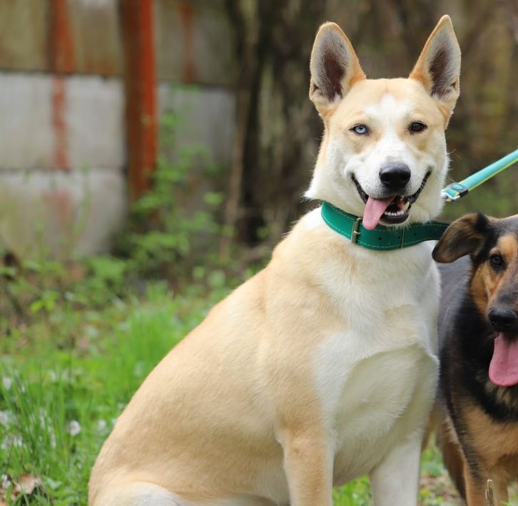Rocky — Husky - Mischling — Dein Haustier / Tier finden - Finde deinen ...