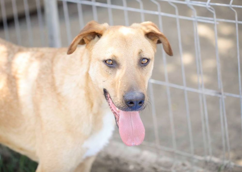 Champ 💖 — Mischling — Dein Haustier / Tier finden - Finde deinen ...