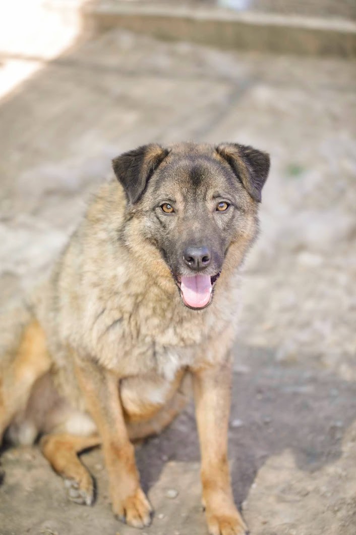 Tanner — Mischling — Dein Haustier / Tier finden - Finde deinen ...
