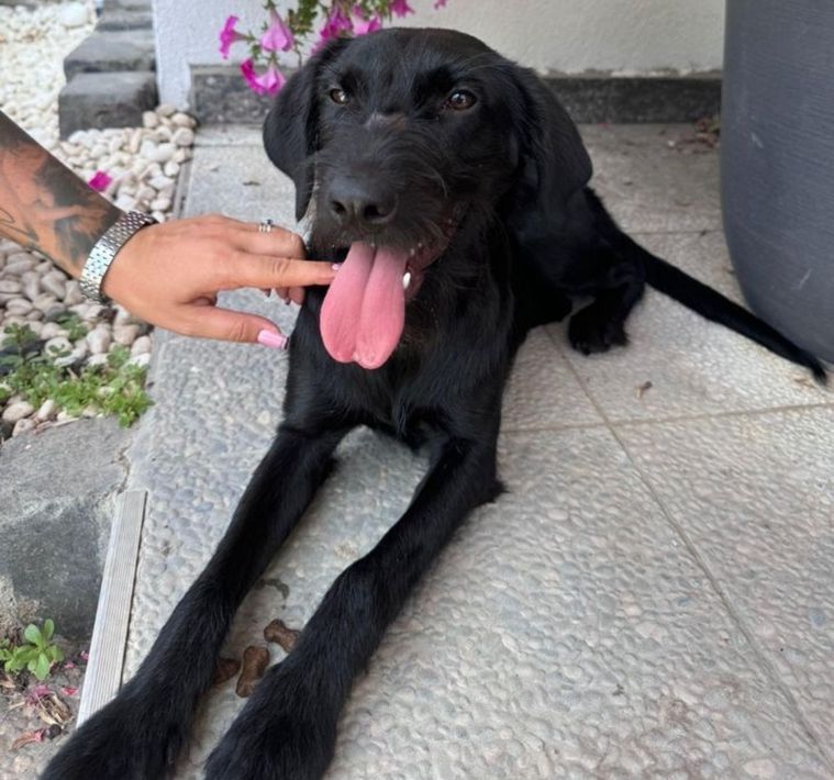 Nori — Schnauzermischling — Dein Haustier / Tier finden - Finde deinen ...