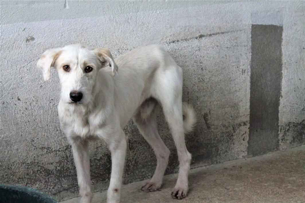 FUYUR — Mischling — Dein Haustier / Tier finden - Finde deinen ...