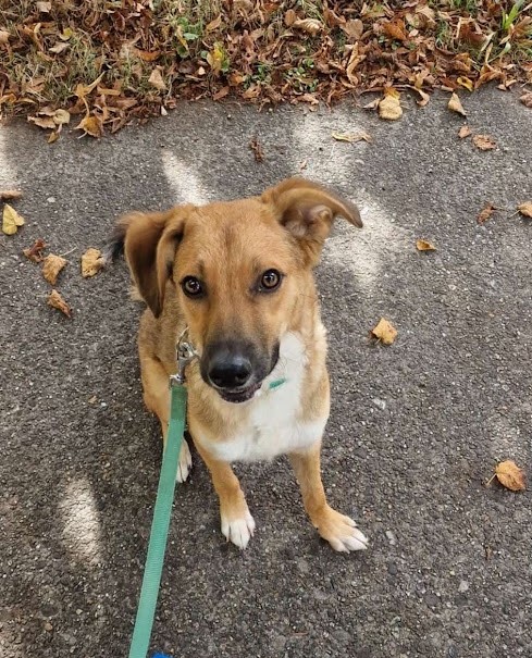 Melwin in der Schweiz — Mischling — Dein Haustier / Tier finden - Finde ...