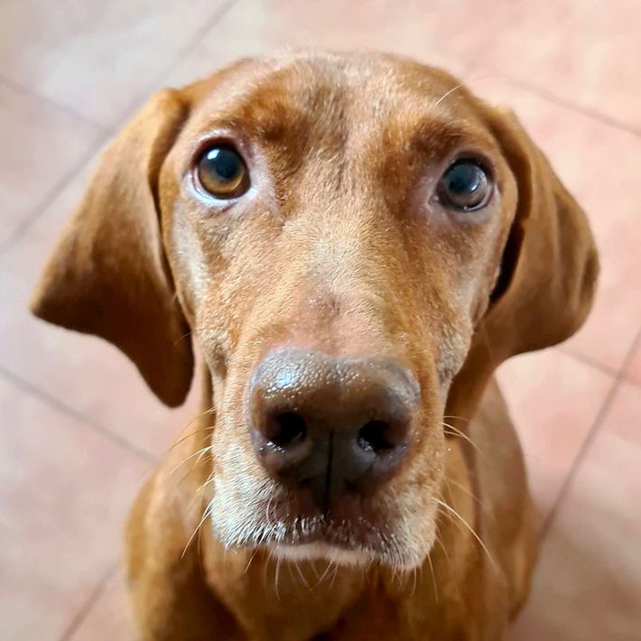 FENJA — Jagdhund verm. Magyar Viszla — Dein Haustier / Tier finden ...