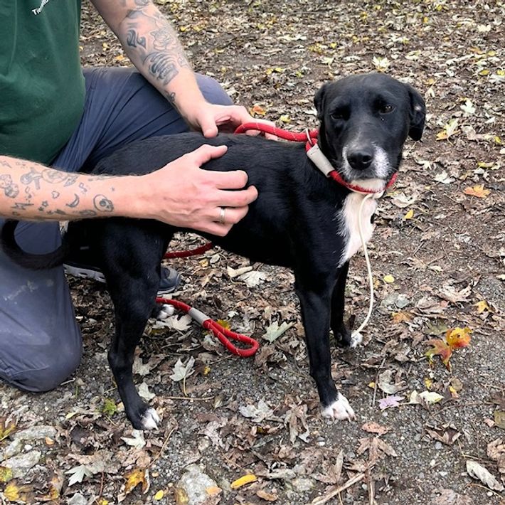 Subito — Terrier Mischling — Dein Haustier / Tier finden - Finde deinen ...