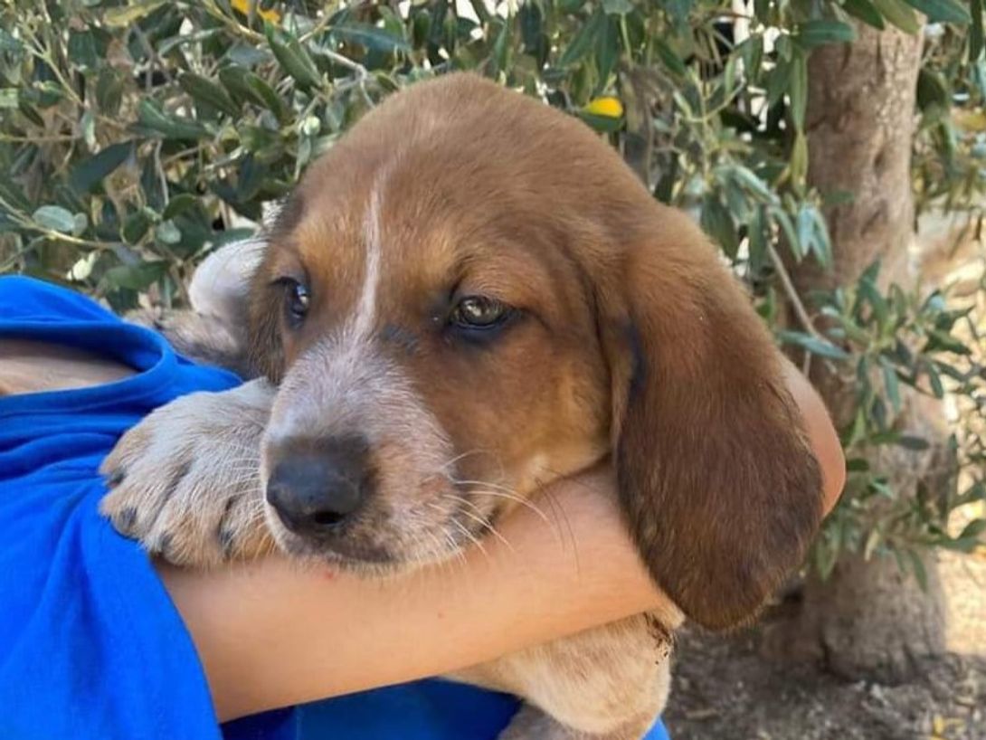 Nino — Spinone Italiano Mix — Dein Haustier / Tier finden - Finde ...