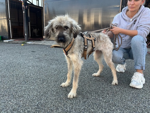 Susi — Mischling — Dein Haustier / Tier finden - Finde deinen passenden ...