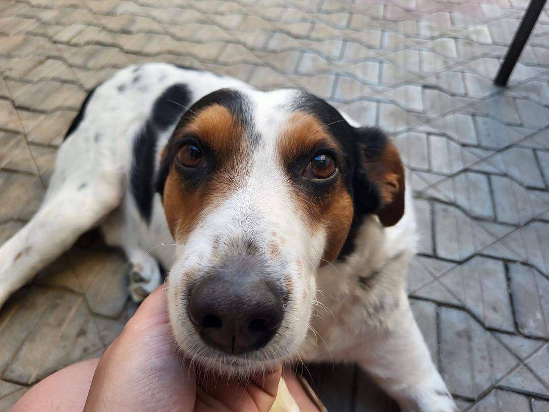 🐾Pishta–verlorener Schatz🐾 — Mischling — Dein Haustier / Tier finden ...