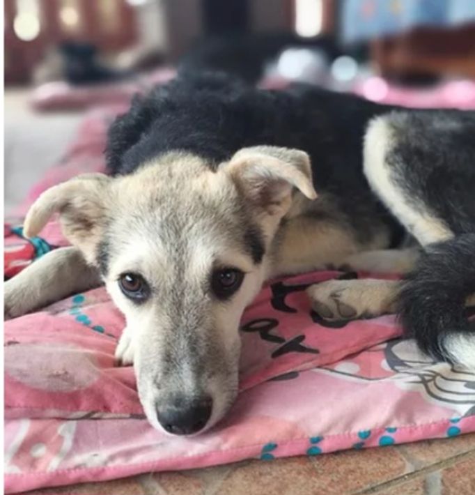 Enui — Labrador-Mischling — Dein Haustier / Tier finden - Finde deinen ...