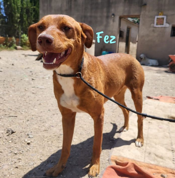 Fez — Podenco — Dein Haustier / Tier finden - Finde deinen passenden ...
