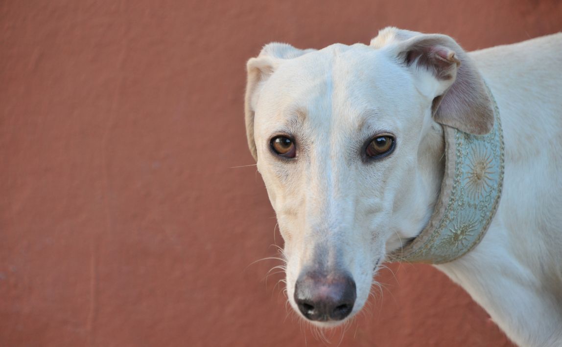 Fhandango — Galgo Espanol — Dein Haustier / Tier finden - Finde deinen ...