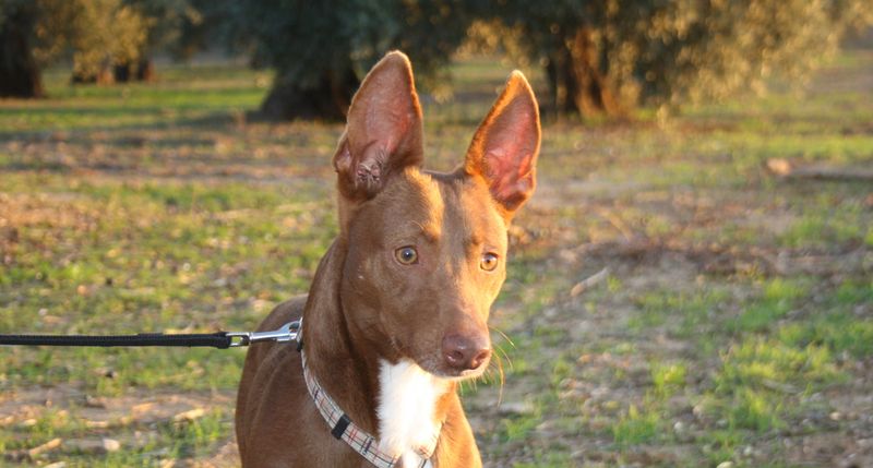 Canelo — Podenco Maneto — Dein Haustier / Tier finden - Finde deinen ...