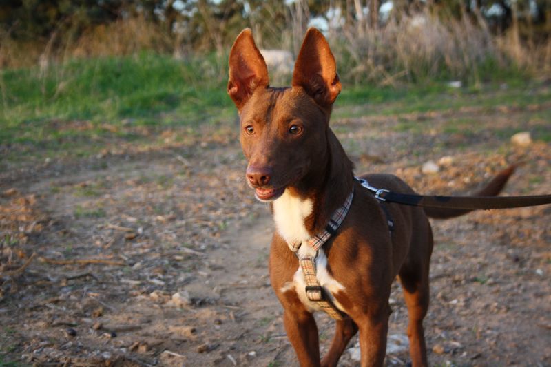 Canelo — Podenco Maneto — Dein Haustier / Tier finden - Finde deinen ...